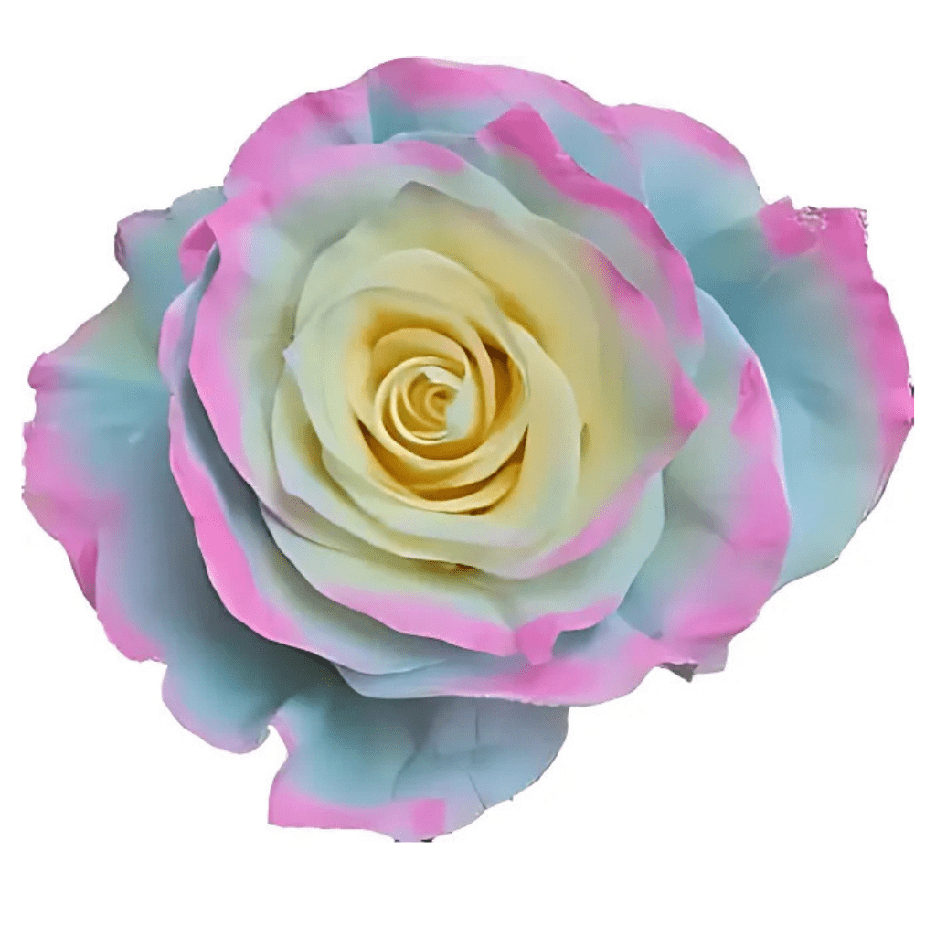 Mondial Baby Blue Pink Rose Tinted (Fresh Cut) – Greenchoice Flowers