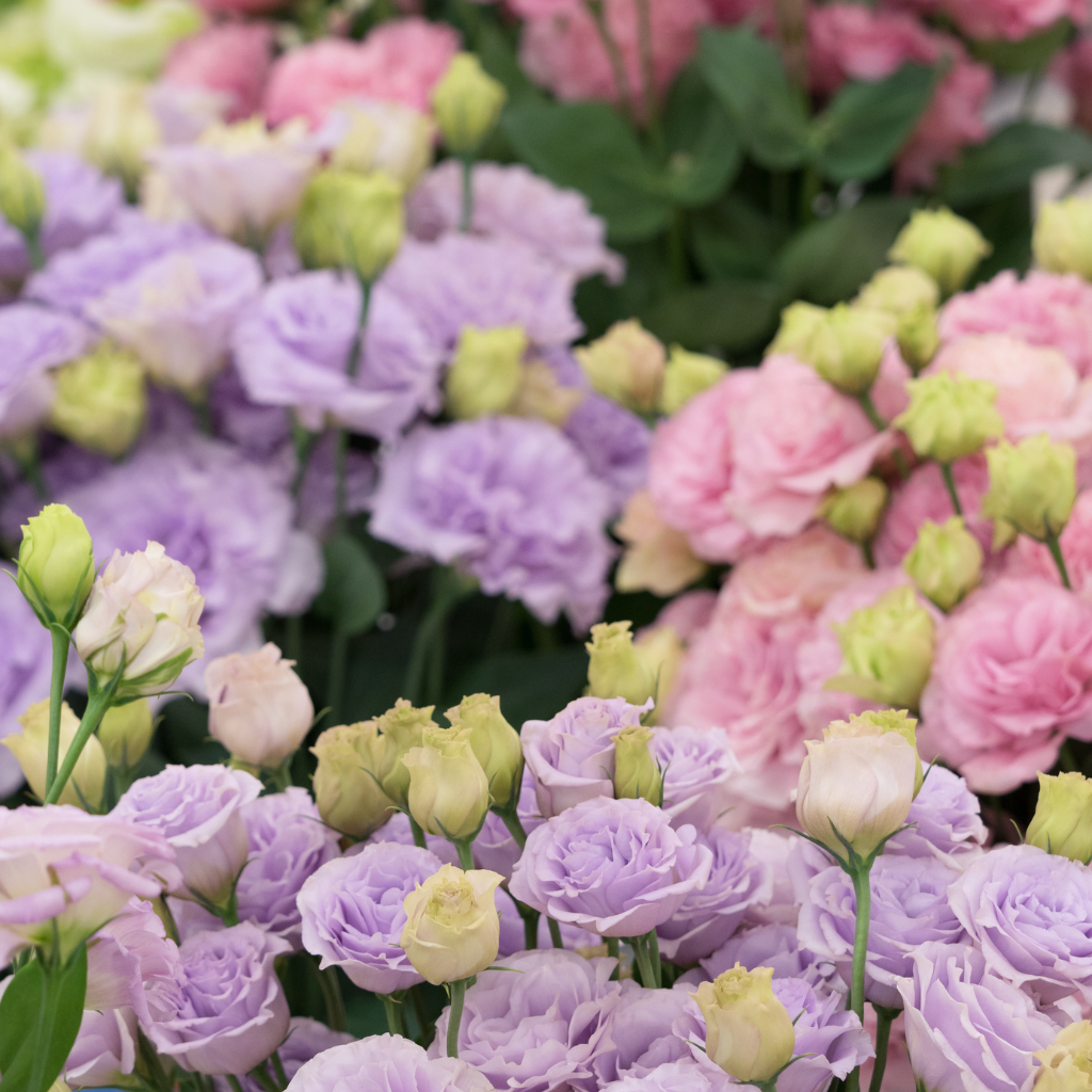 Minimalist Blooms – Greenchoice Flowers