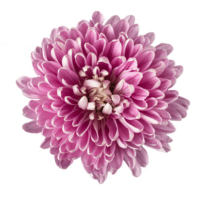 Lavender Mums Wedding Cremon (Fresh Cut ) – Greenchoice Flowers