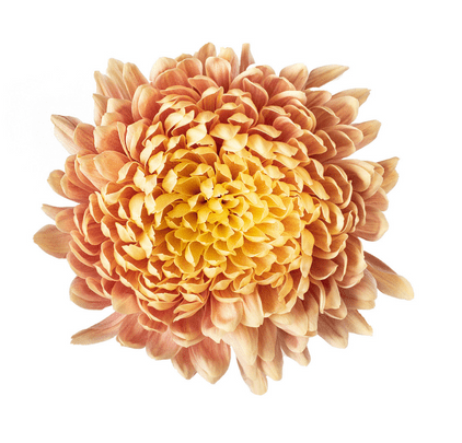 Salmon Mums Wedding Cremon (Fresh Cut ) – Greenchoice Flowers