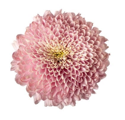 Peach Mums Wedding Cremon (Fresh Cut ) – Greenchoice Flowers
