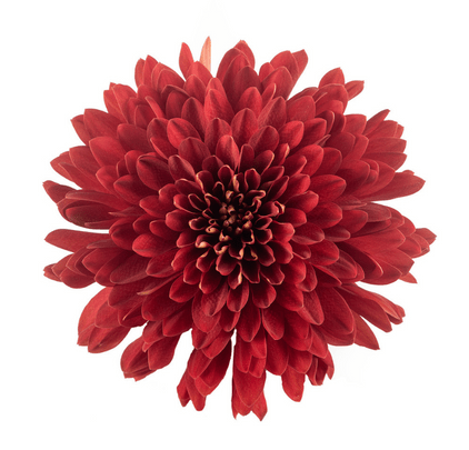 Red Mums Wedding Cremon (Fresh Cut ) – Greenchoice Flowers