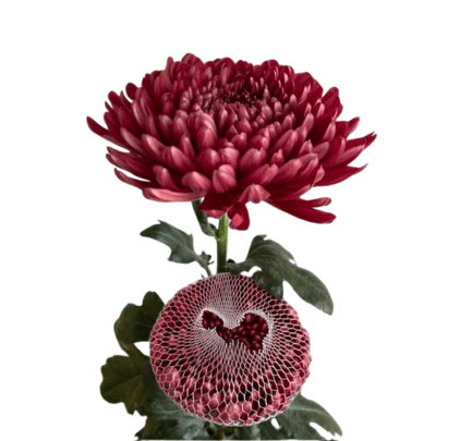 Red Mums Wedding Disbud Ball (Fresh Cut ) – Greenchoice Flowers