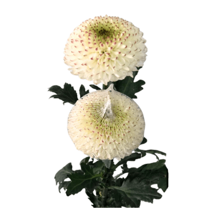 Bi Color Mums Wedding Disbud Ball (Fresh Cut ) – Greenchoice Flowers