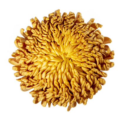 Bronze Wedding Football Mums (Fresh Cut) – Greenchoice Flowers