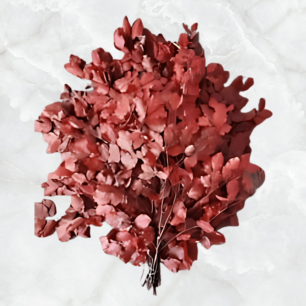Copper Beech Red Italy Natural (Preserved Fall Foliage) – Greenchoice ...