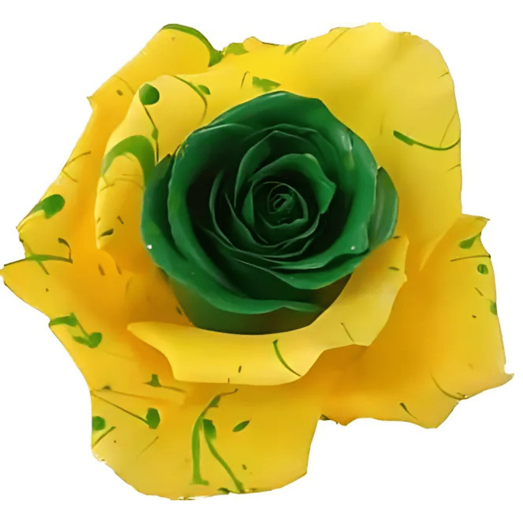 Lucky Edge Rose Tinted (Fresh Cut) – Greenchoice Flowers