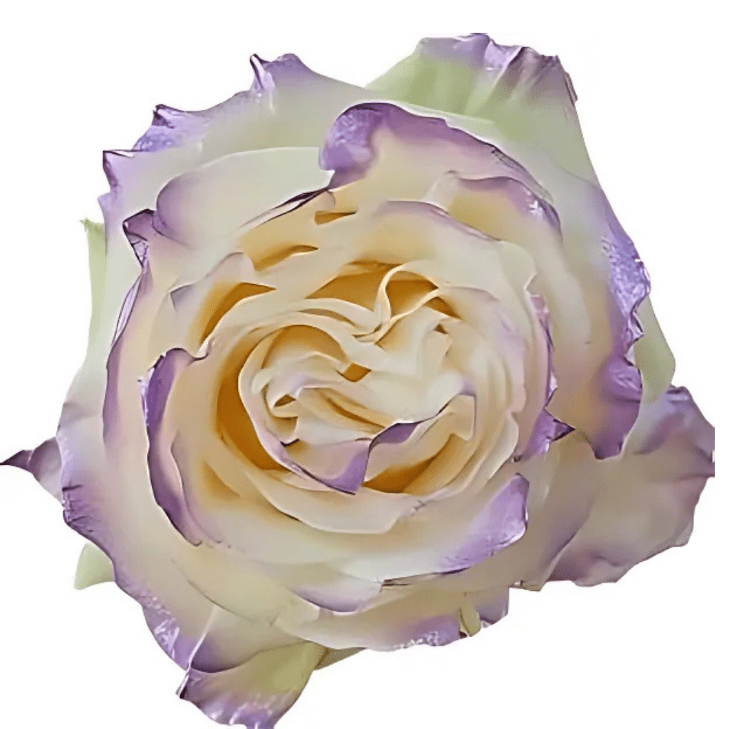 Metalic Lavander Rose Tinted (Fresh Cut) – Greenchoice Flowers