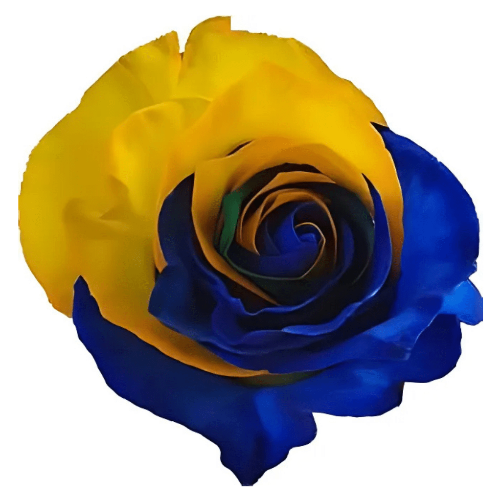 Yellow Blue Rose Tinted (Fresh Cut) – Greenchoice Flowers