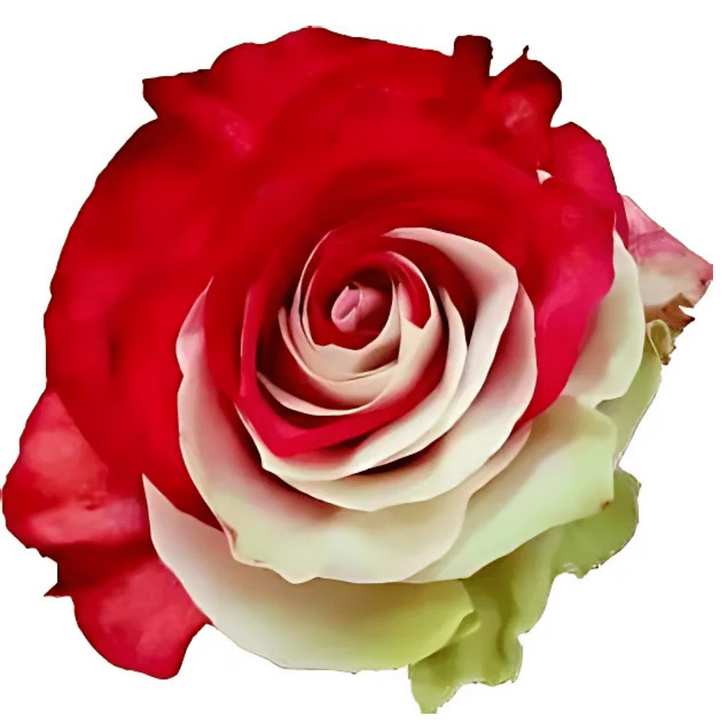 Red & White Rose Tinted (Fresh Cut) – Greenchoice Flowers
