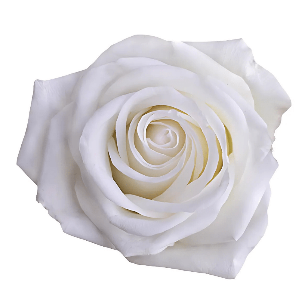 White Alba Rose Fresh Cut – Premium Farm Direct Roses – Greenchoice Flowers