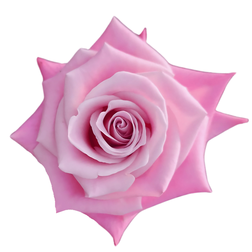 Lavender Babaloo Rose Fresh Cut – Premium Farm Direct Roses ...