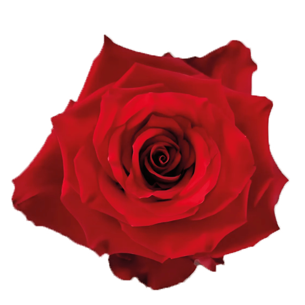 Red Born Free Rose Fresh Cut – Greenchoice Flowers