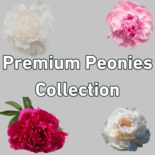 Build Your Box – Greenchoice Flowers