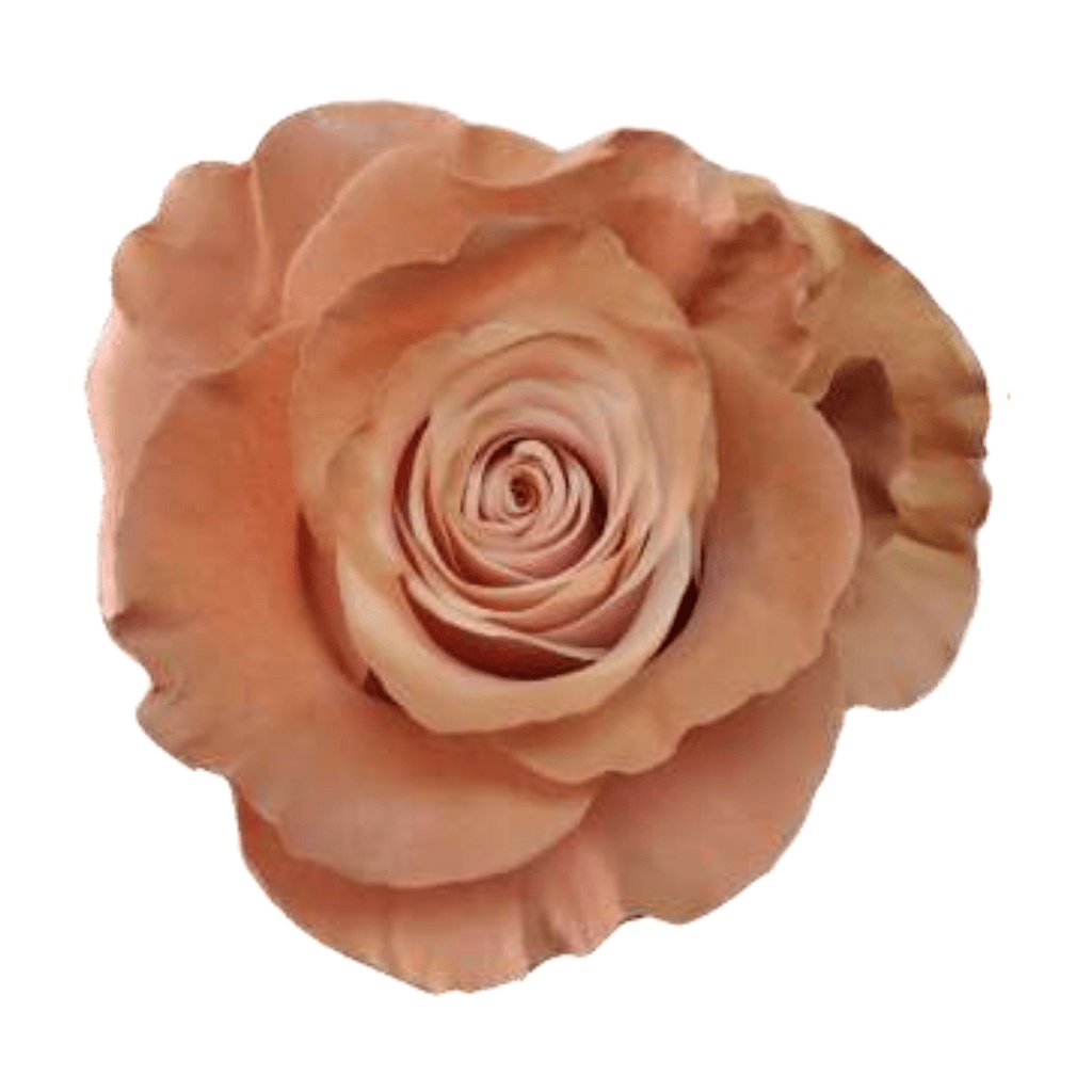 Cappuccino Rose Tinted (Fresh Cut) – Greenchoice Flowers