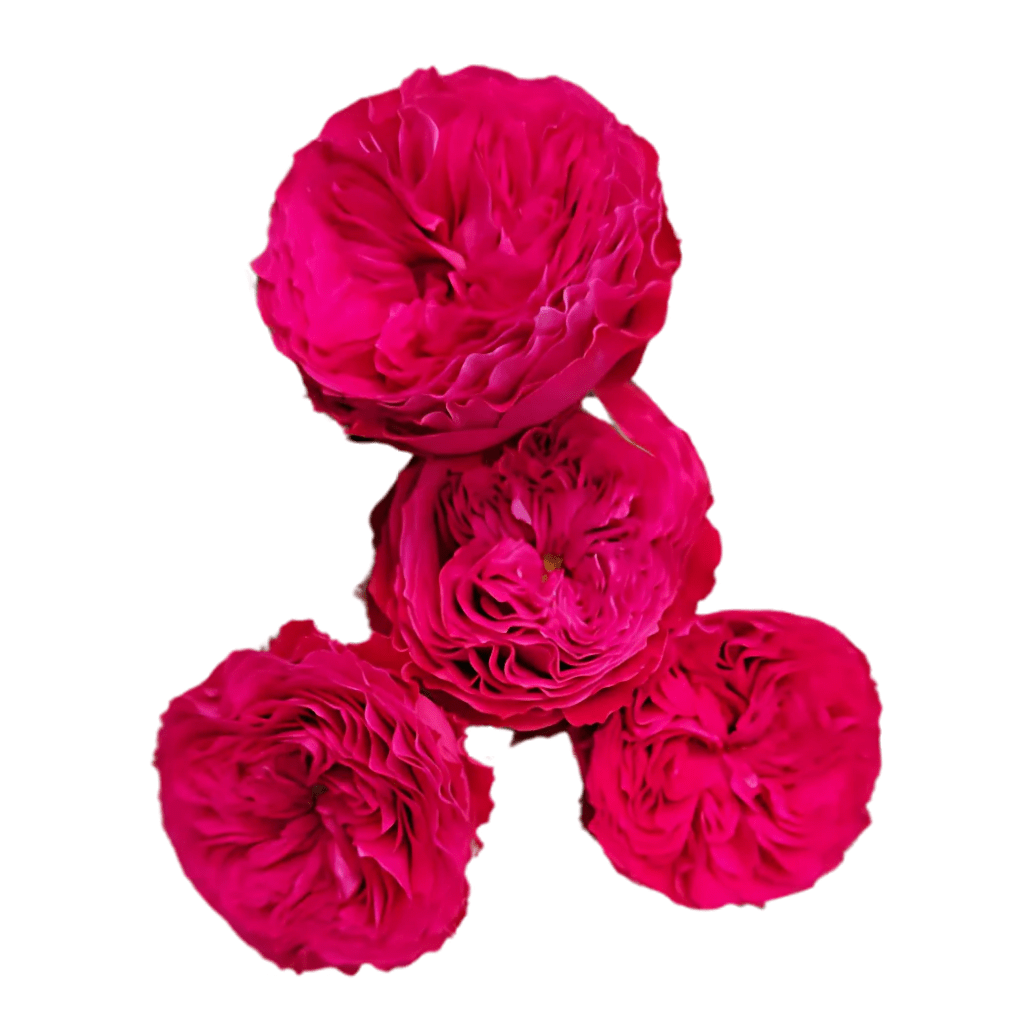 Cherry Boom Spray Rose Fresh Cut – Premium Farm Direct Spray Roses ...