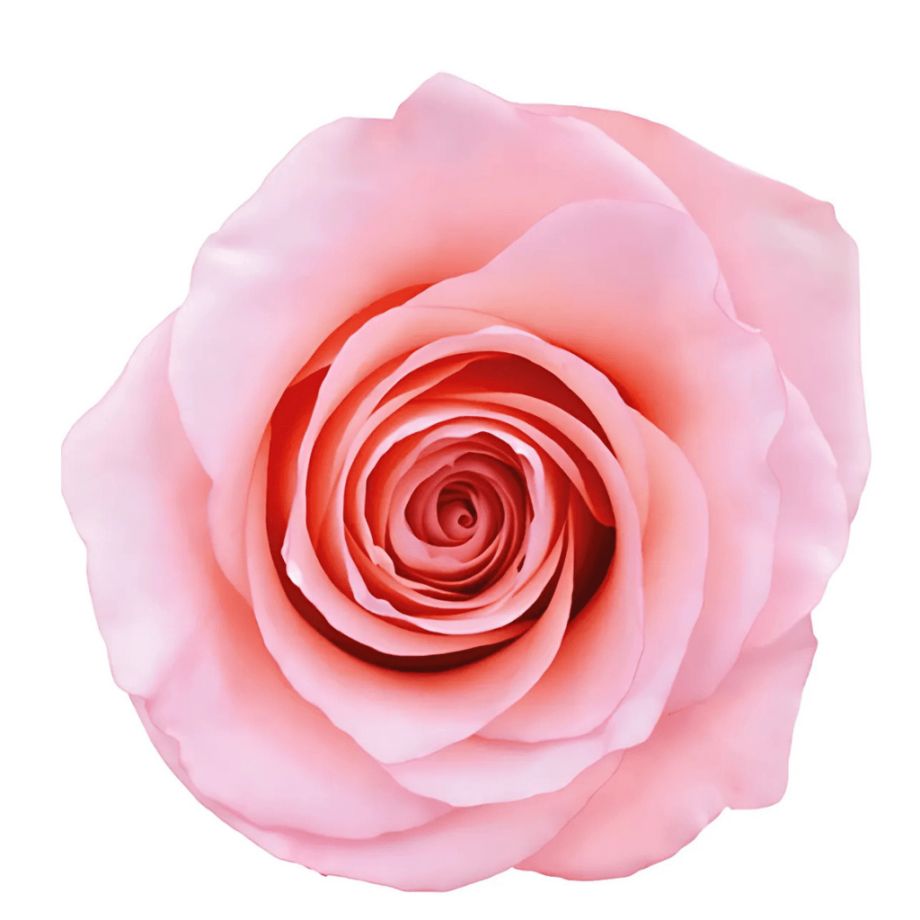 Pink Cielo Rose Fresh Cut – Premium Farm Direct Roses – Greenchoice Flowers