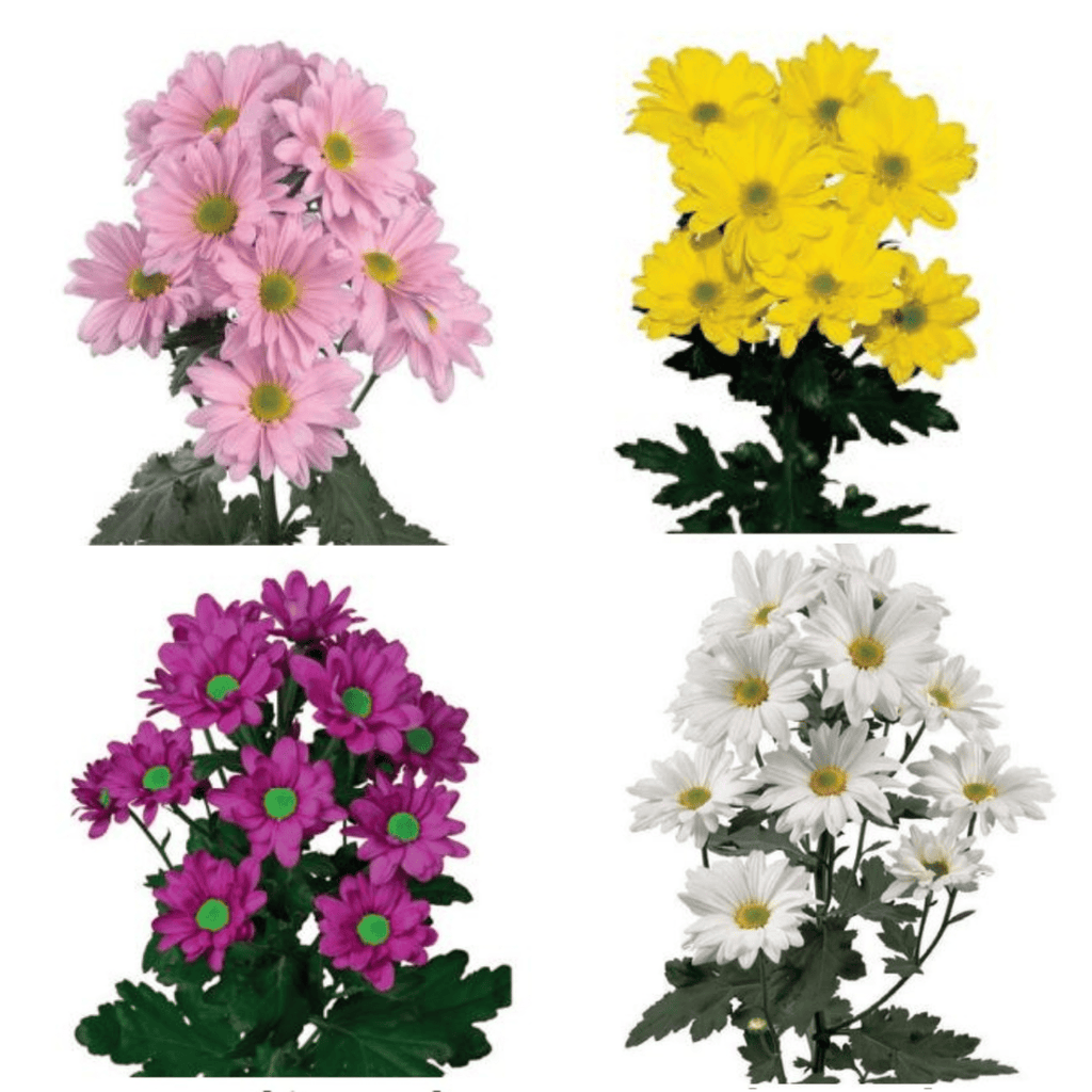 Assorted Daisy Pompom Flower – Greenchoice Flowers