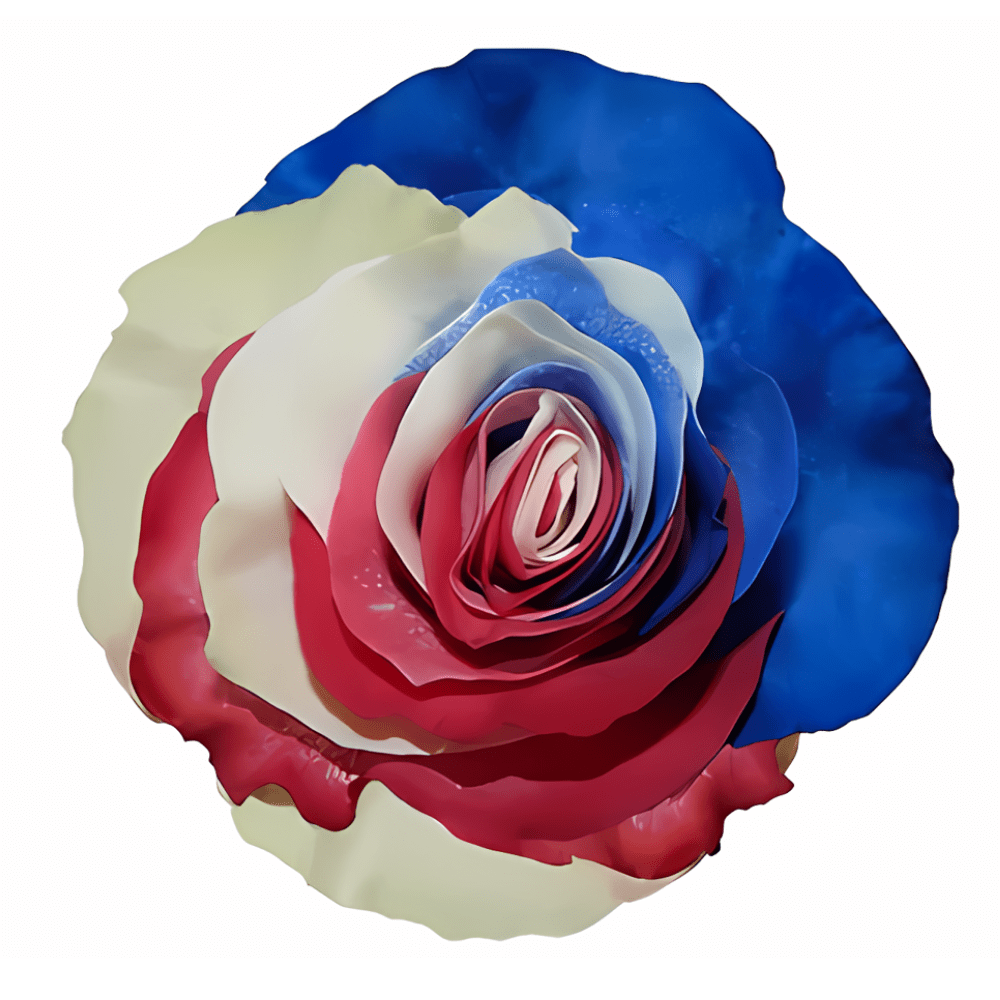 Independence Tinted Patriotic Rose (Fourth of July) – Greenchoice Flowers