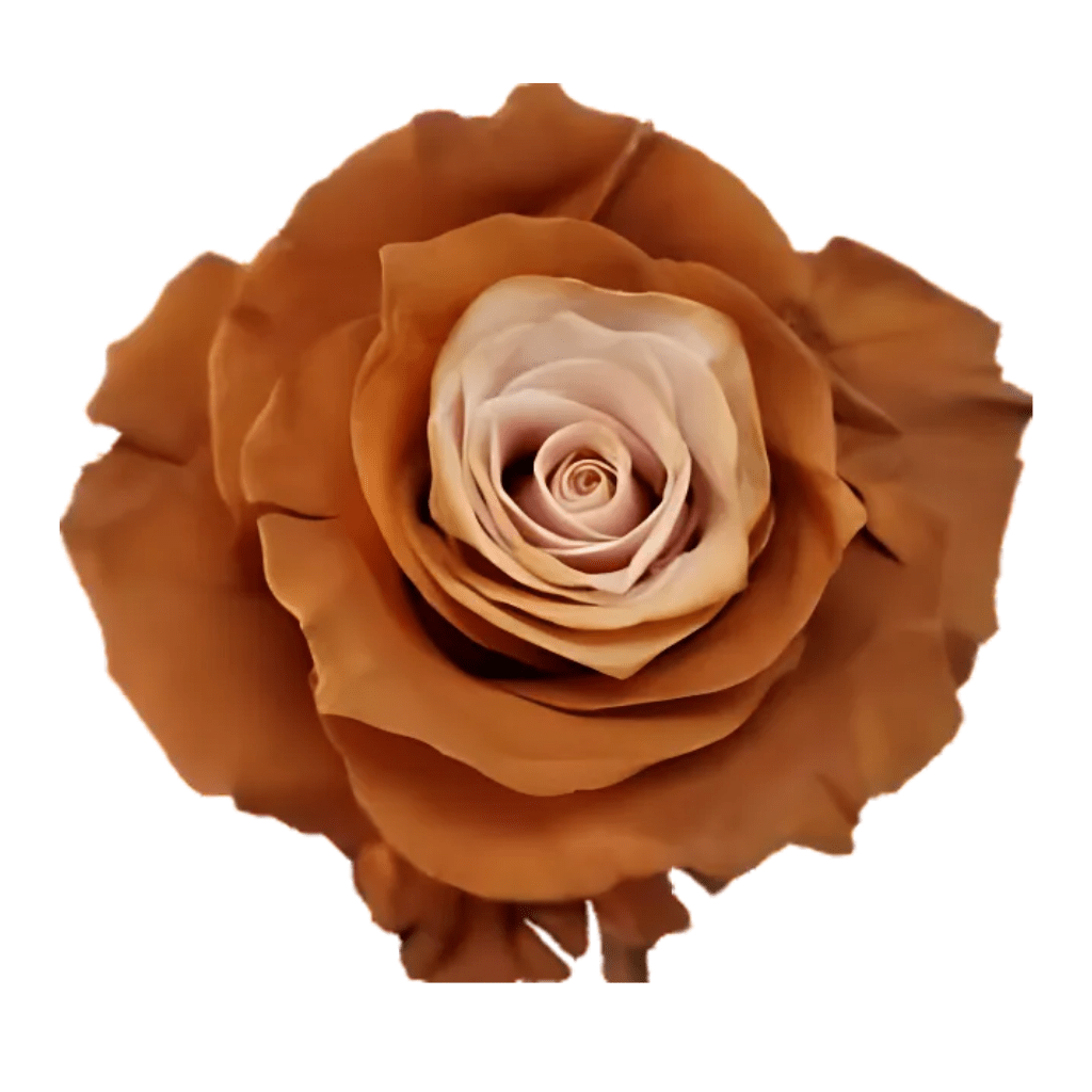 Frappuccino Rose Tinted (Fresh Cut) – Greenchoice Flowers