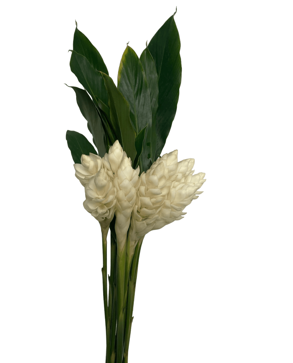Ginger Flower Bouquet Thursday's Tropical Treasures: Fresh Cut