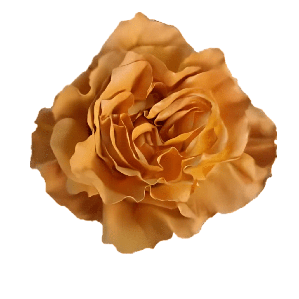 Honey Mocca Rose Tinted (Fresh Cut) – Greenchoice Flowers