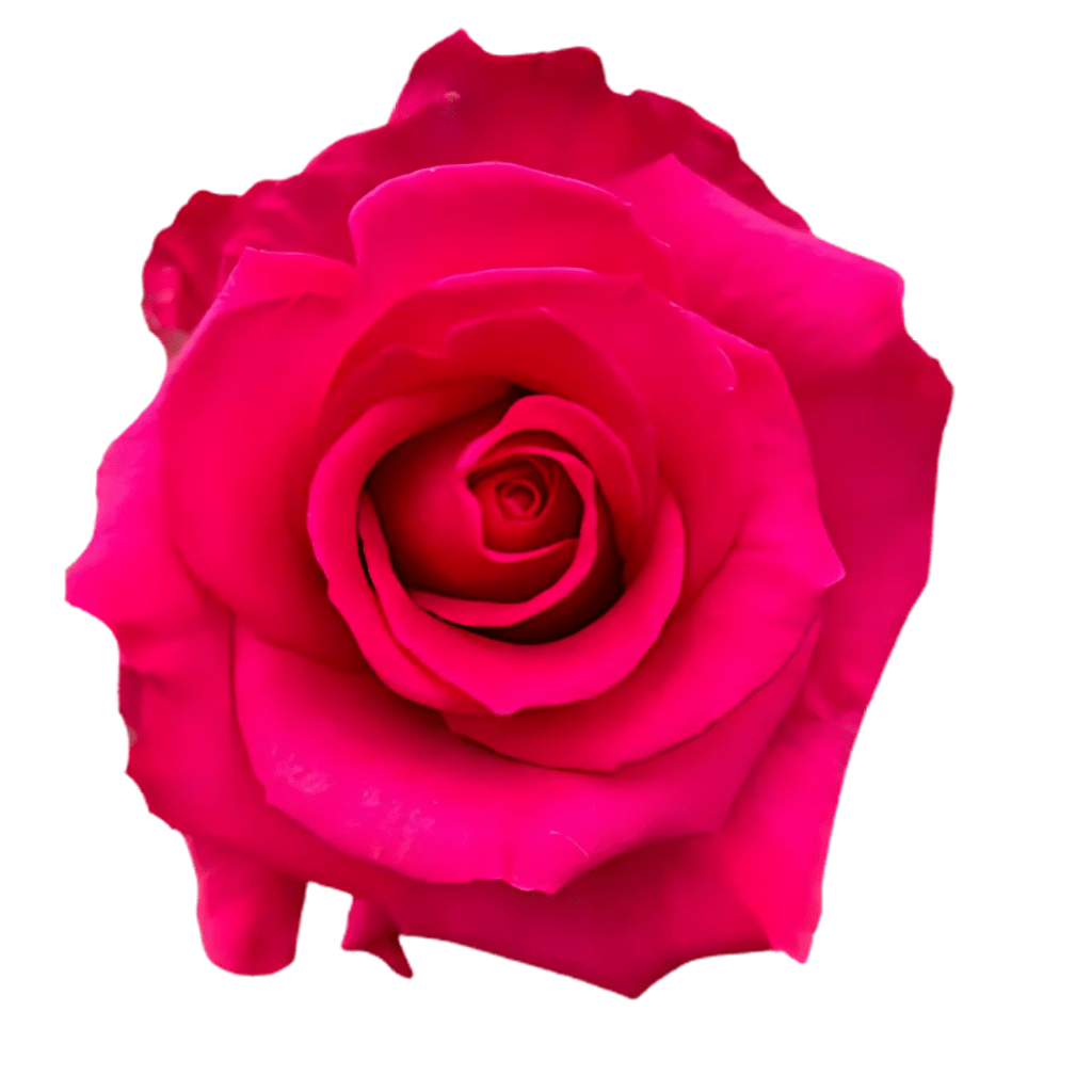 Hot Pink Level Up Rose Fresh Cut – Greenchoice Flowers