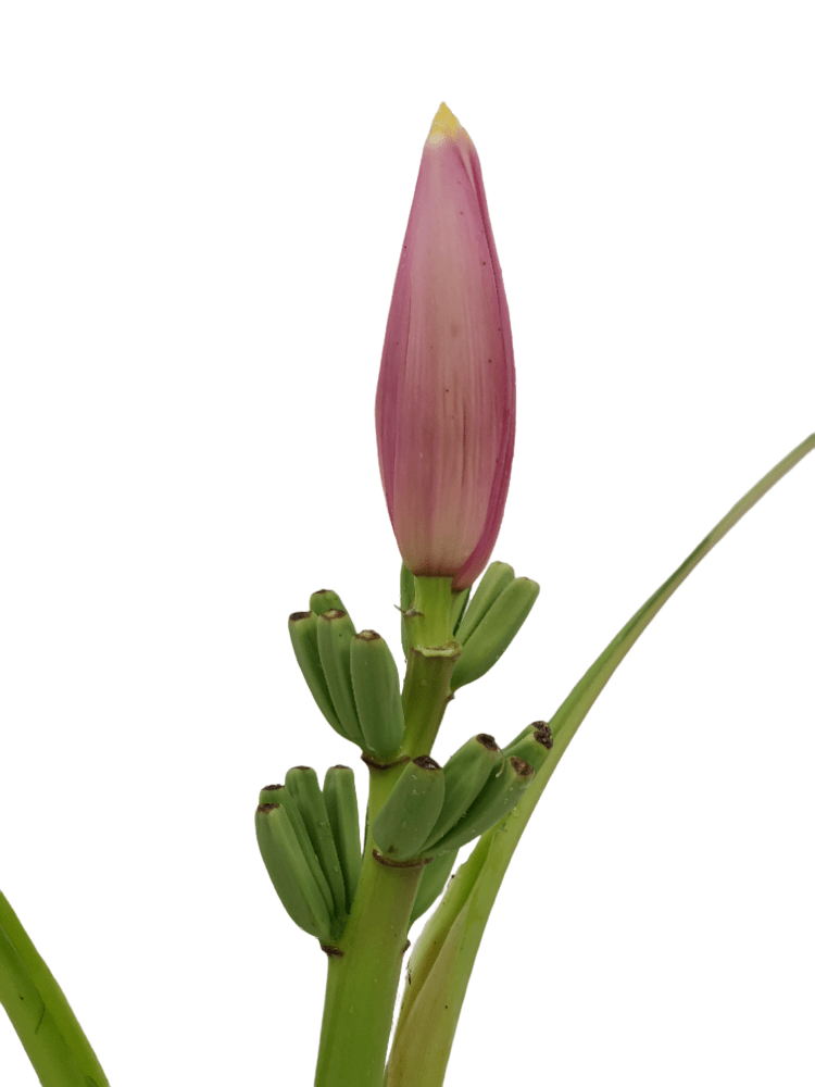 Musas Linda Ligth Purple Tropical Flower (Fresh Cut) – Greenchoice Flowers