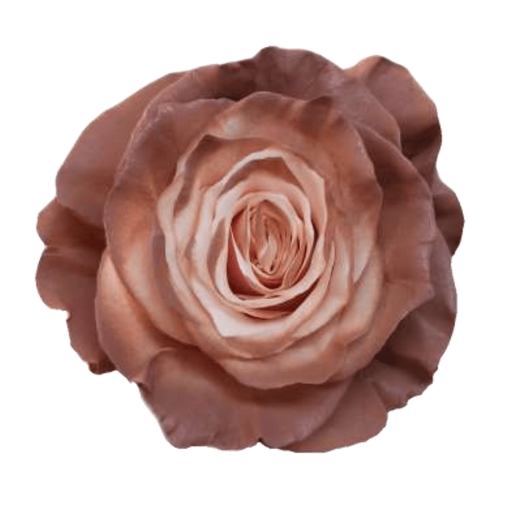 Manjar Rose Tinted (Fresh Cut) – Greenchoice Flowers