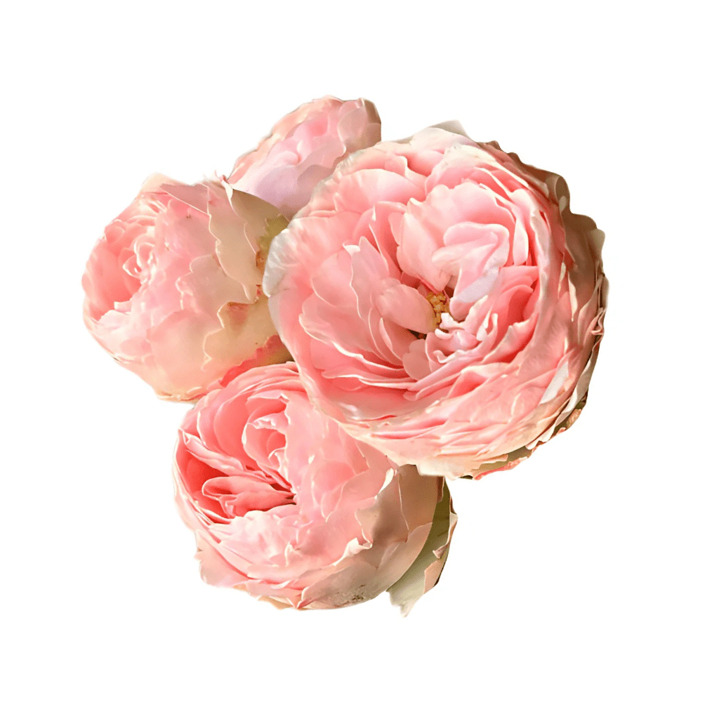 Mansfield Park Spray Rose Fresh Cut – Premium Farm Direct Spray Roses ...