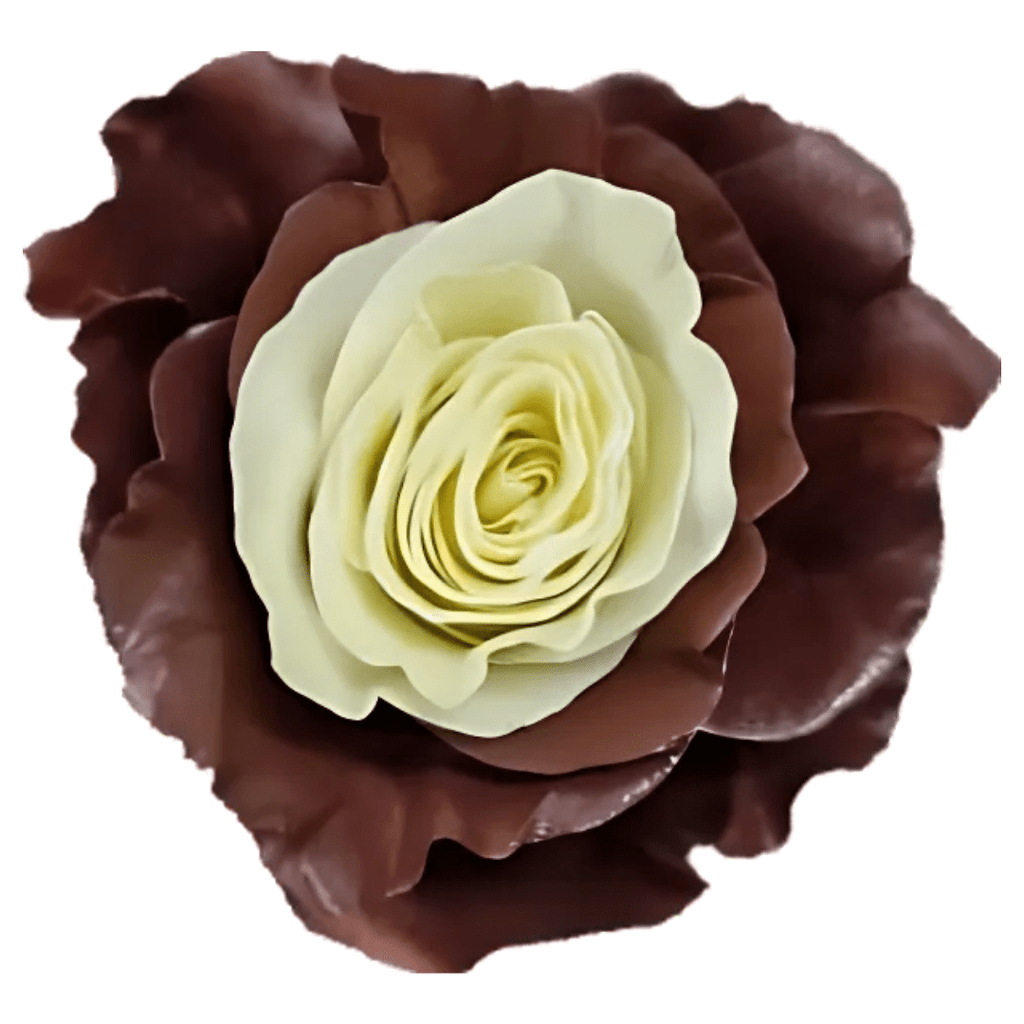 Mocca Rose Tinted (Fresh Cut) – Greenchoice Flowers
