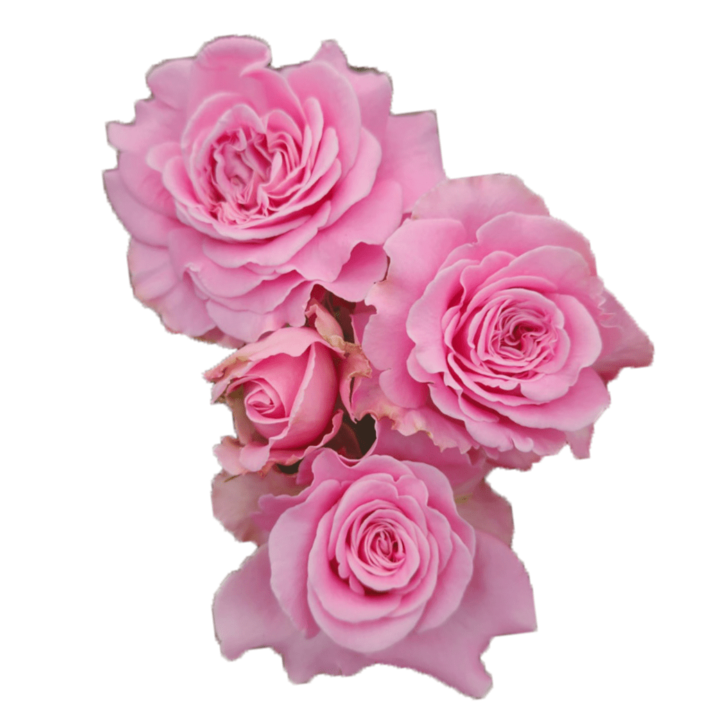 Passion in Pink Premium Spray Rose – Fresh Cut Stems – Greenchoice Flowers