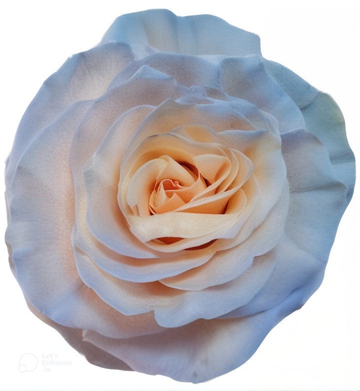 Peachy Blue Rose Tinted (Fresh Cut) – Greenchoice Flowers