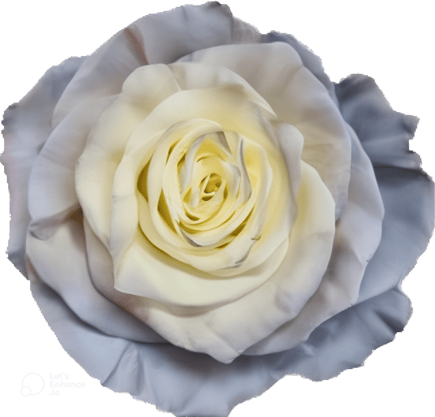 Dusty Grey Rose Tinted (Fresh Cut) – Greenchoice Flowers