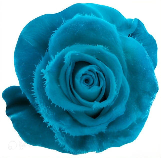 Velvet Turquoise Pink Rose Tinted (Fresh Cut) – Greenchoice Flowers