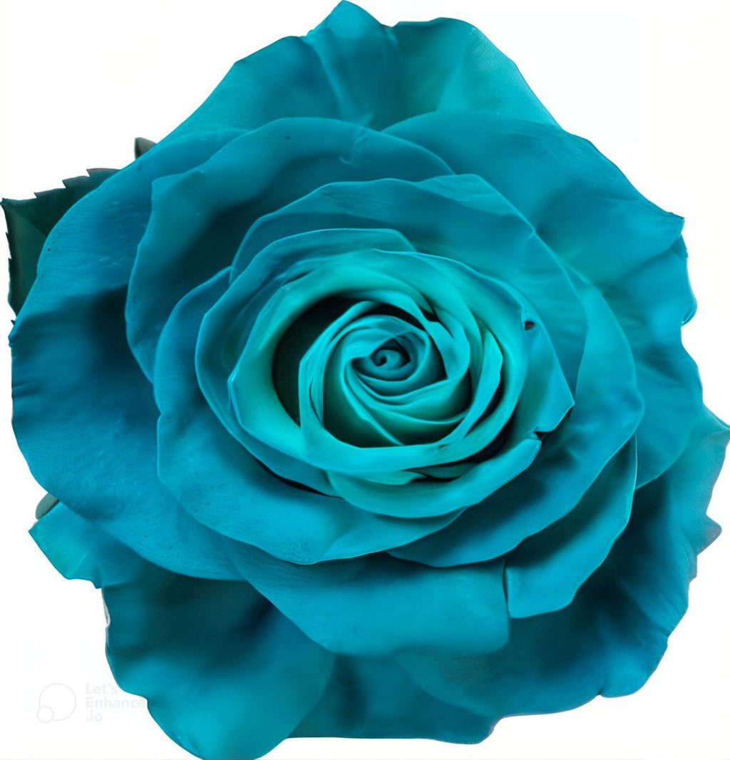 Jade Rose Tinted (Fresh Cut) – Greenchoice Flowers