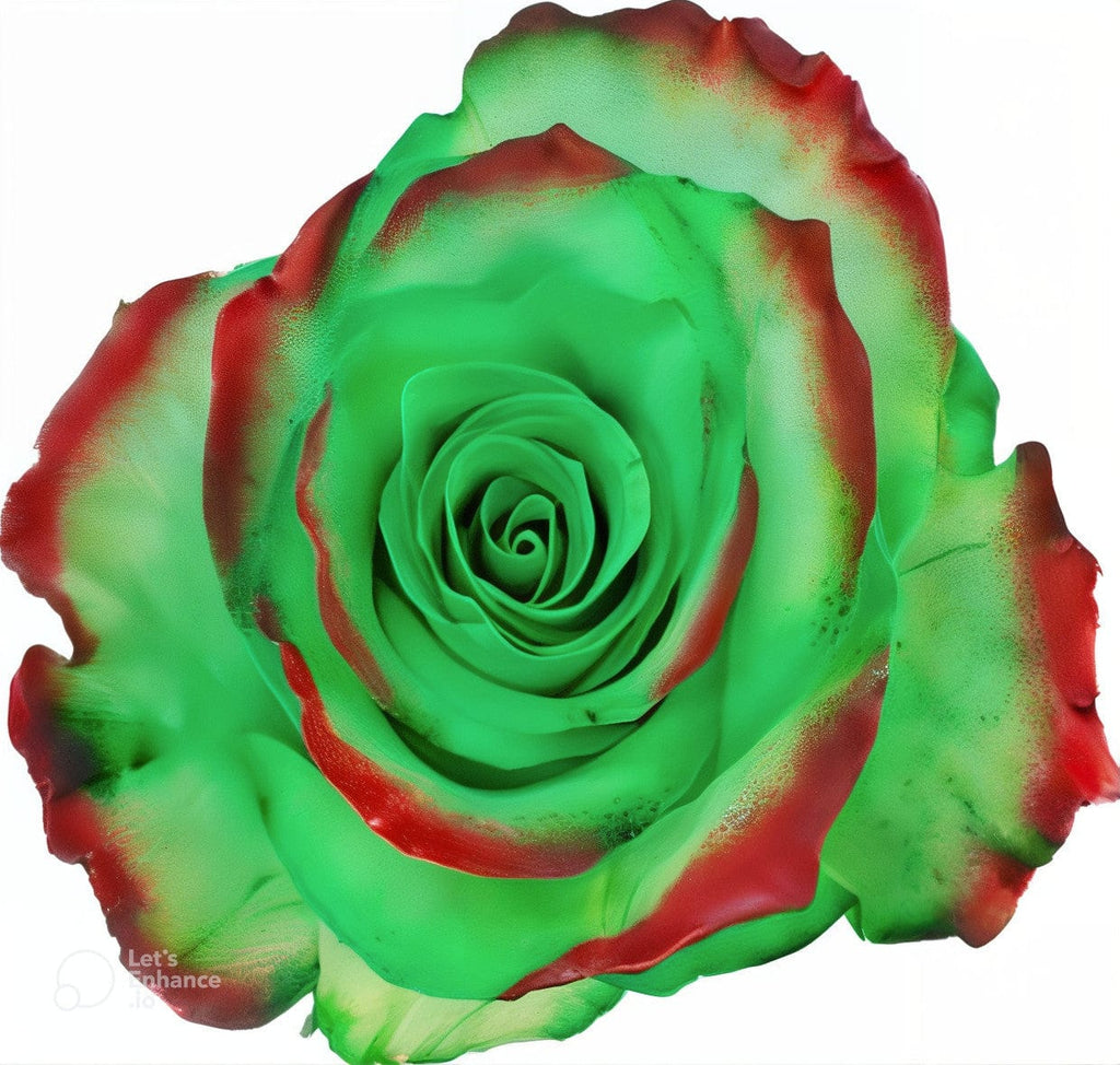 Lady Eva Rose Tinted (Fresh Cut) – Greenchoice Flowers