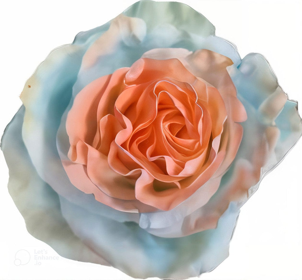 Jellyfish Rose 2 Tinted (Fresh Cut) – Greenchoice Flowers