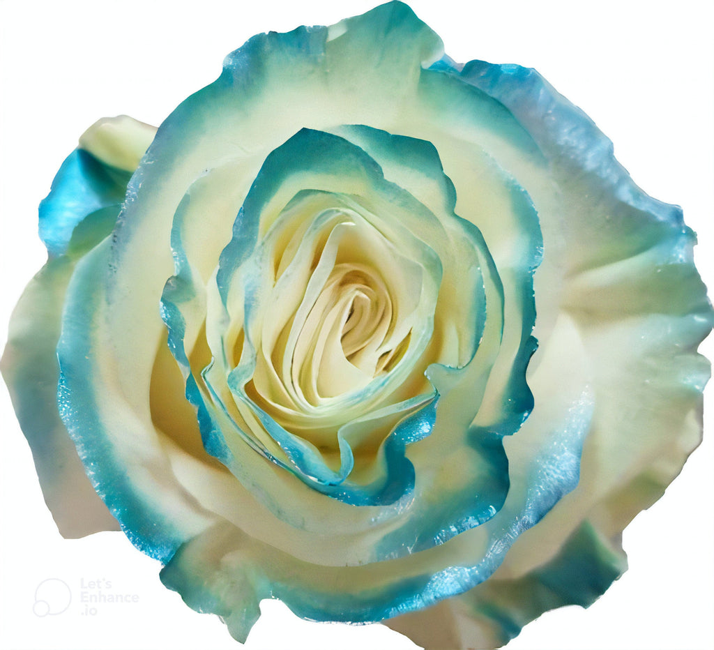 M. Shiny Blue Grey Rose Tinted (Fresh Cut) – Greenchoice Flowers