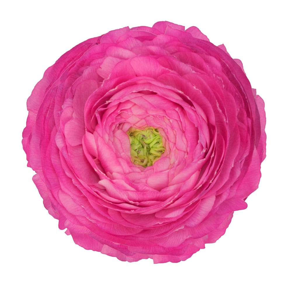 Ranunculus Hot Pink – Greenchoice Flowers