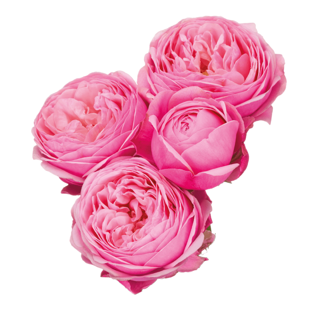 Silva Pink Premium Spray Rose – Fresh Cut Stems – Greenchoice Flowers