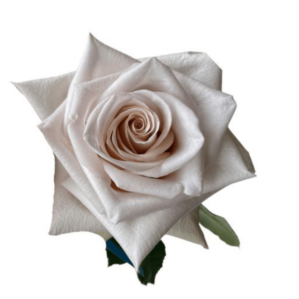 Soft Pink Suave Rose Fresh Cut – Premium Farm Direct Roses ...