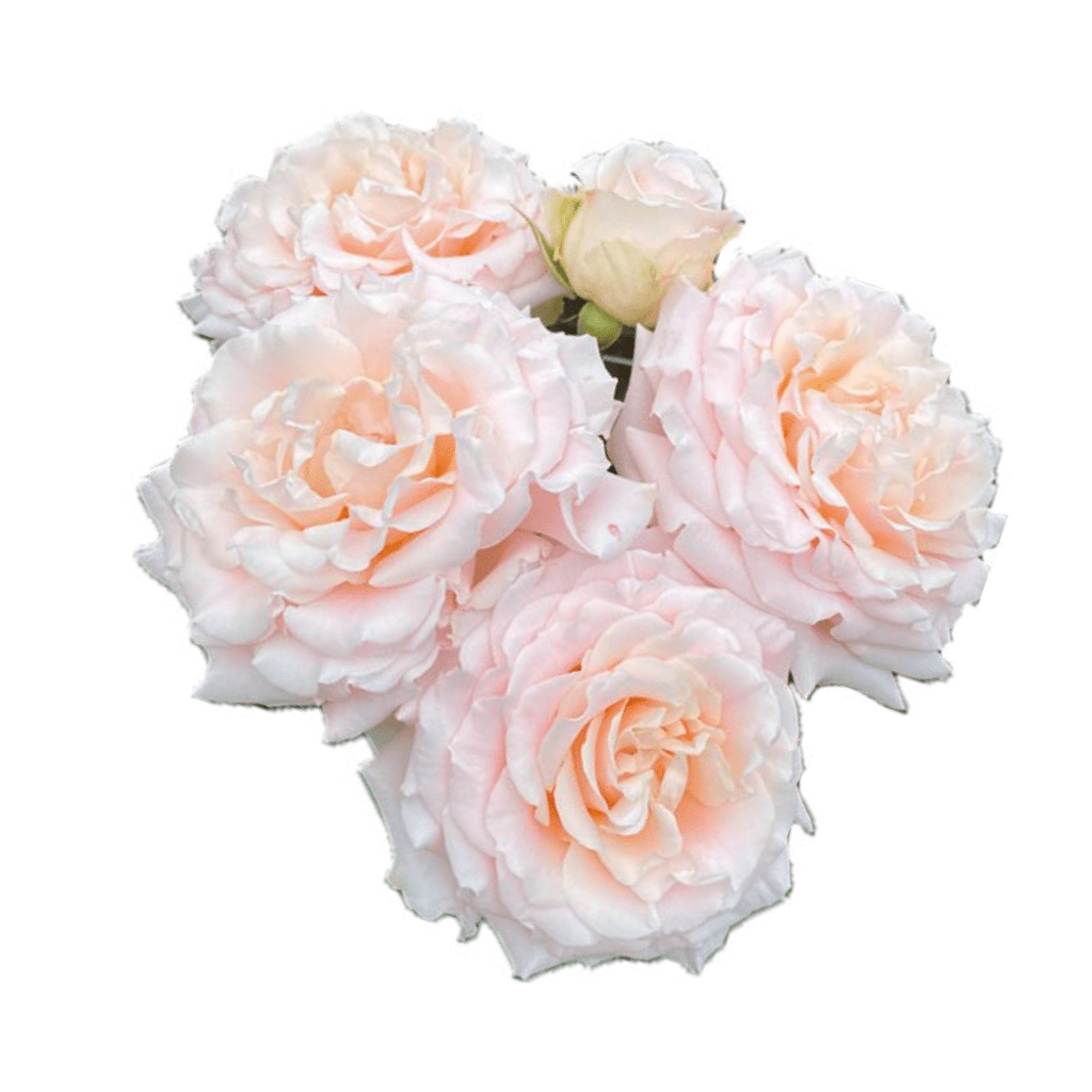 Light Pink Wedding Rosever Premium Spray Rose – Fresh Cut Stems ...