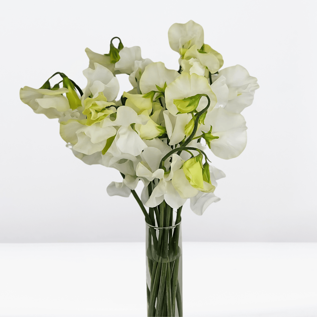 White Sweet Pea Flowers – Classic & Elegant Wedding Blooms ...