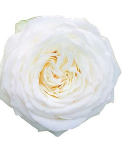 White Tibet Wedding Rose Fresh Cut – Premium Ecuadorian Farm Direct Ro ...