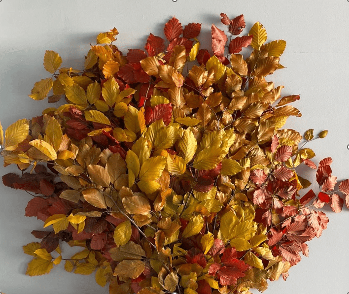 Copper Beech Fall Mix Italy Natural (Preserved Fall Foliage ...
