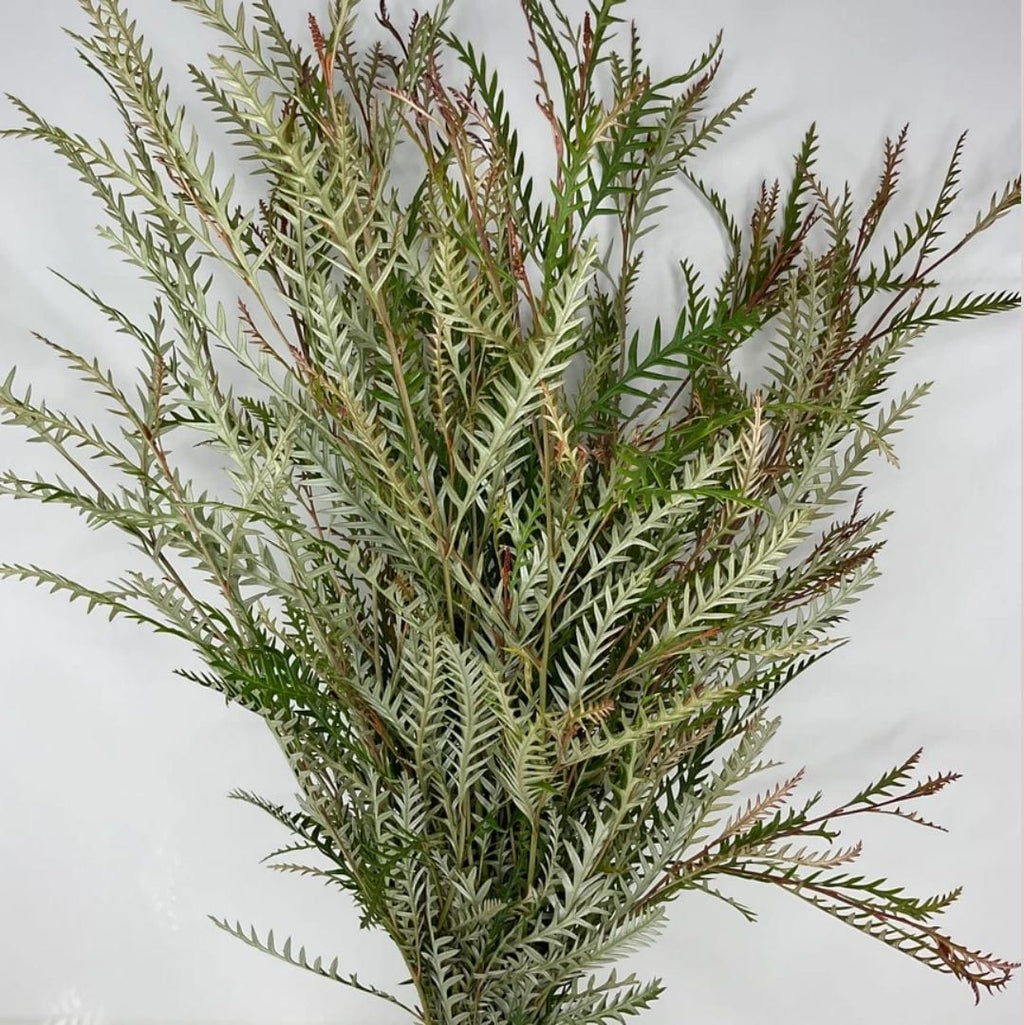 Grevillea Whosale Foliage Greenery (Fresh Cut) – Greenchoice Flowers