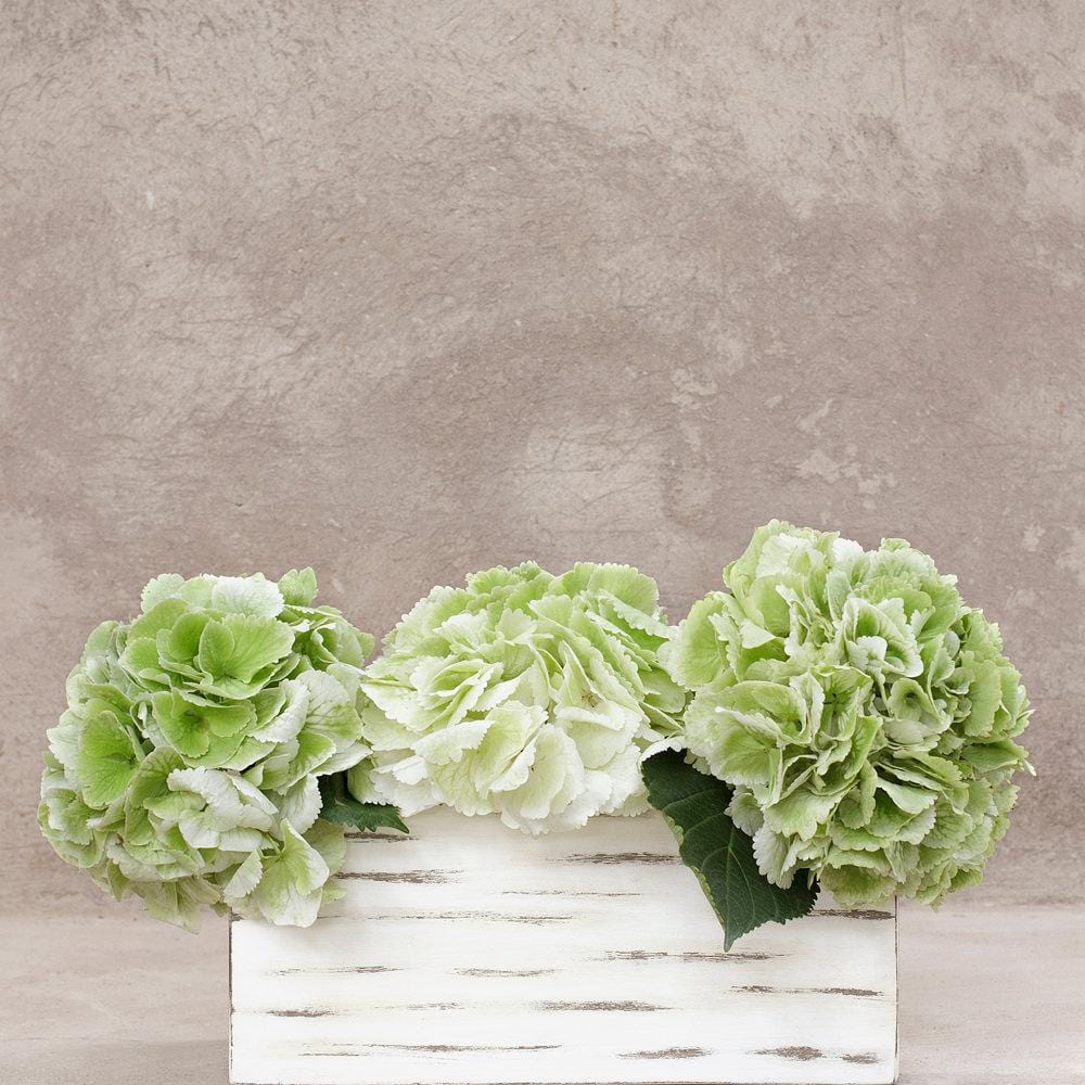 Mini Green Hydrangea (Fresh Cut) – Greenchoice Flowers