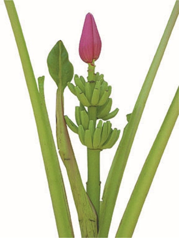 Musa Reina Purple Tropical Flower (Fresh Cut) – Greenchoice Flowers