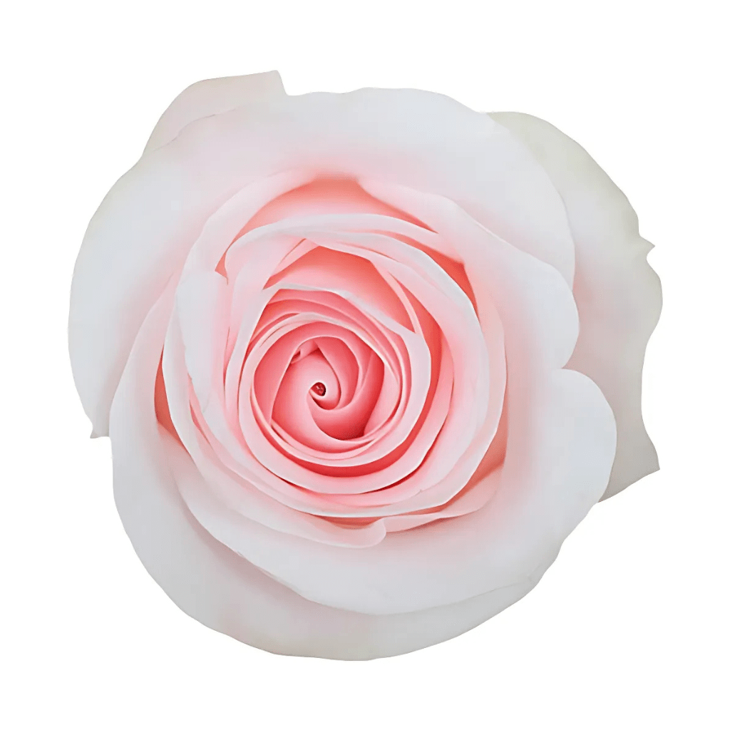Light Pink Novia Rose Fresh Cut – Premium Farm Direct Roses ...